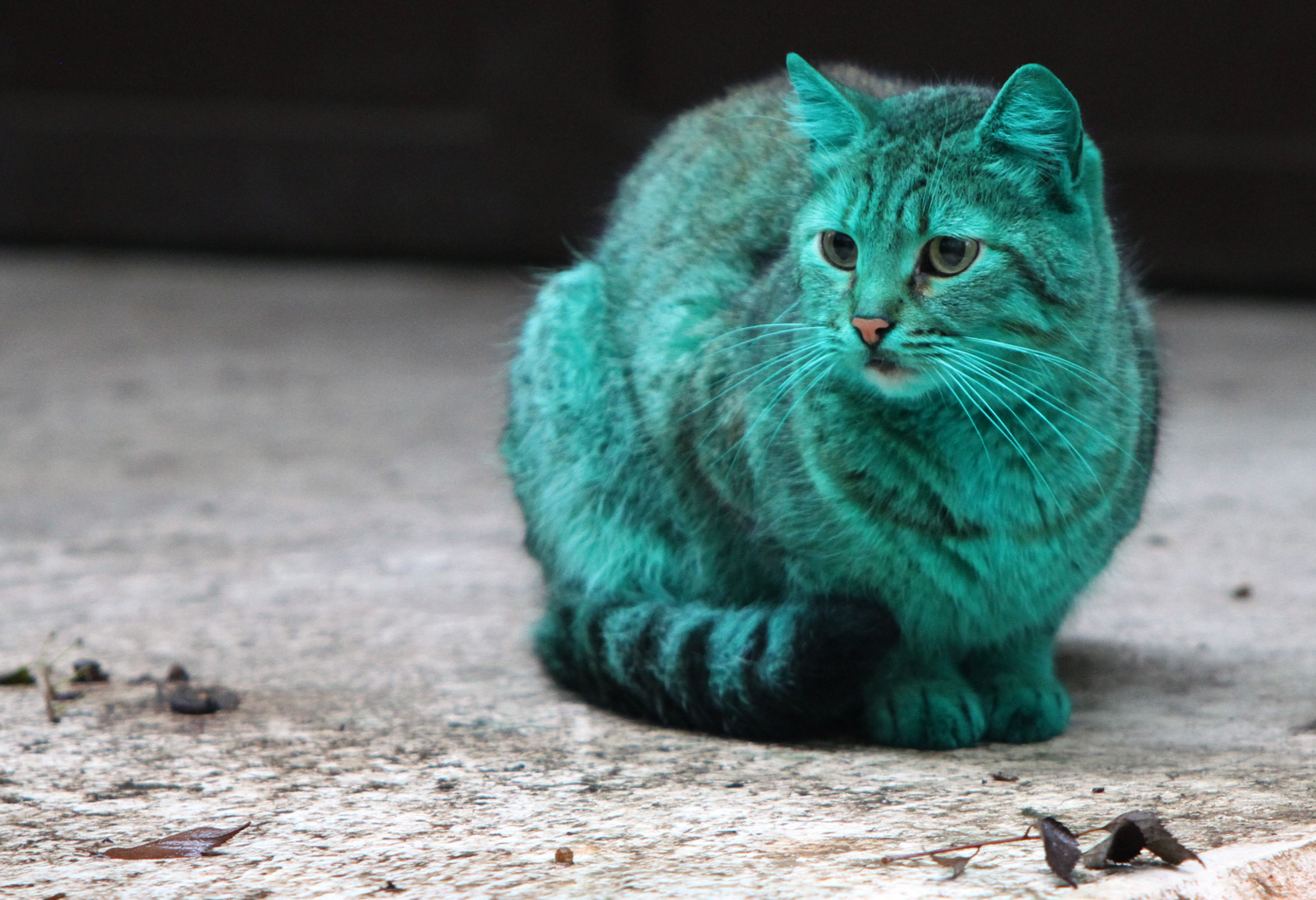 There's a bright green cat just chilling in the streets of Bulgaria