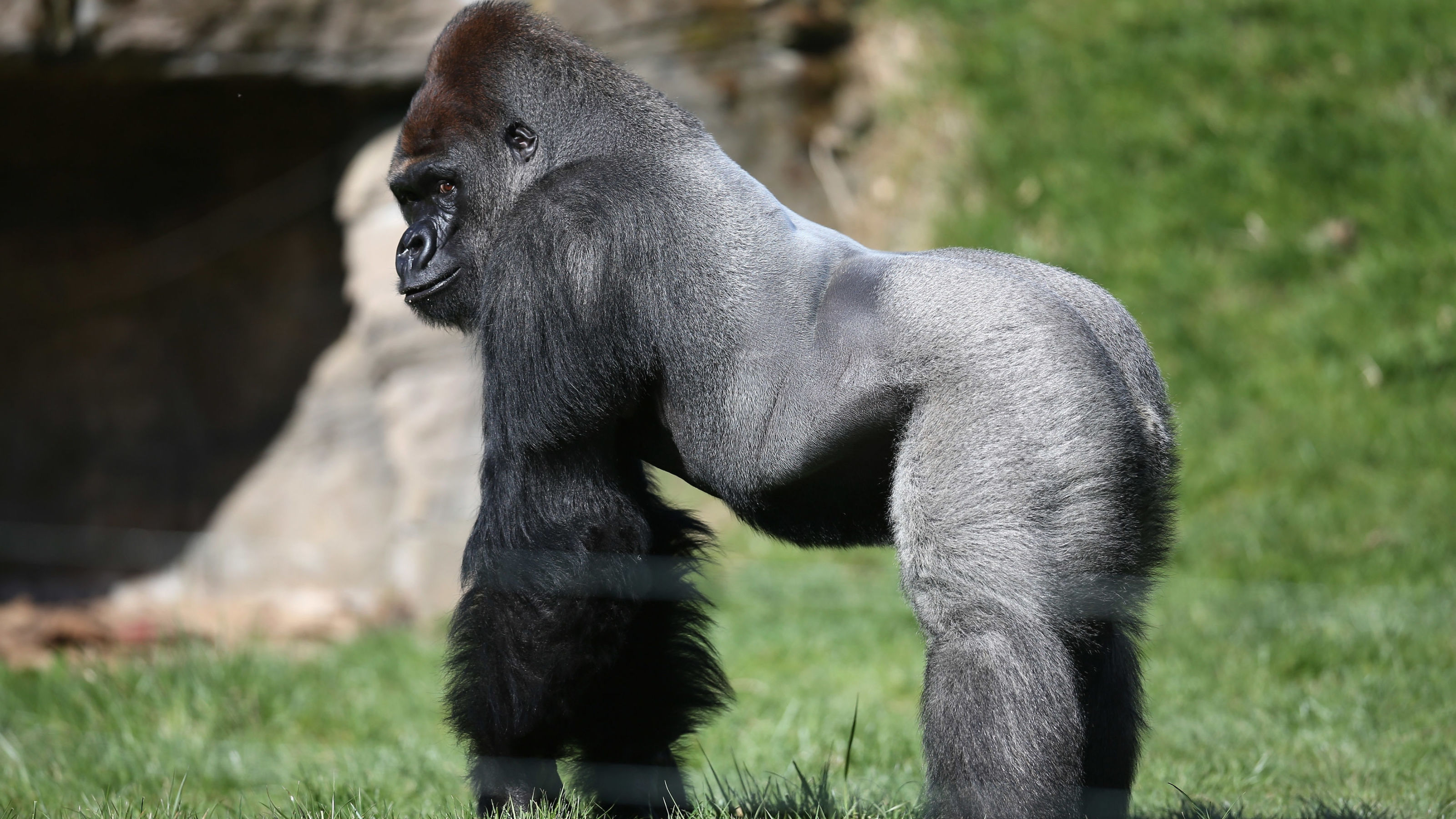 Gorilla Standing Up Side View