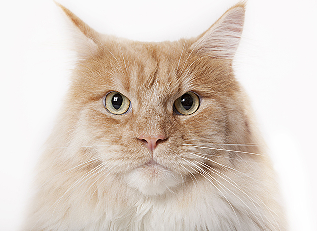 Terrifying cat super-villain breaks into house and attacks couple.